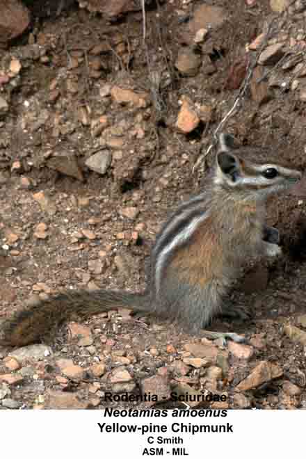 Yellow-pine Chipmunk | American Society of Mammalogists