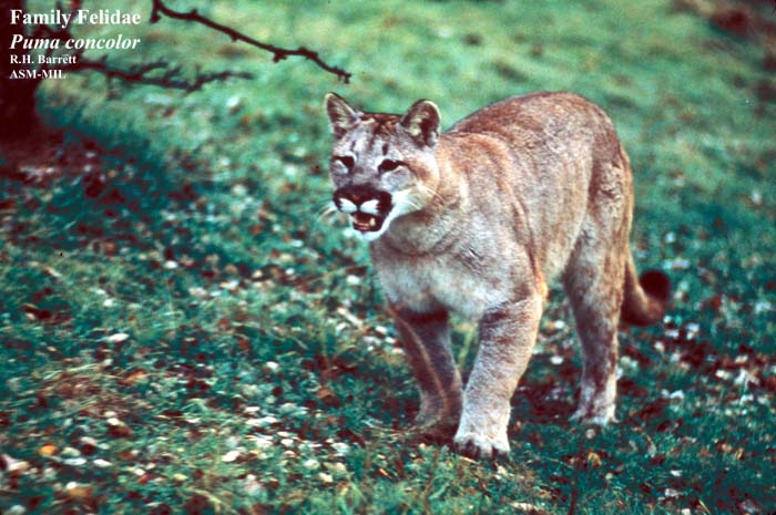 Mountain Lion, Puma, or Cougar | American Society of Mammalogists