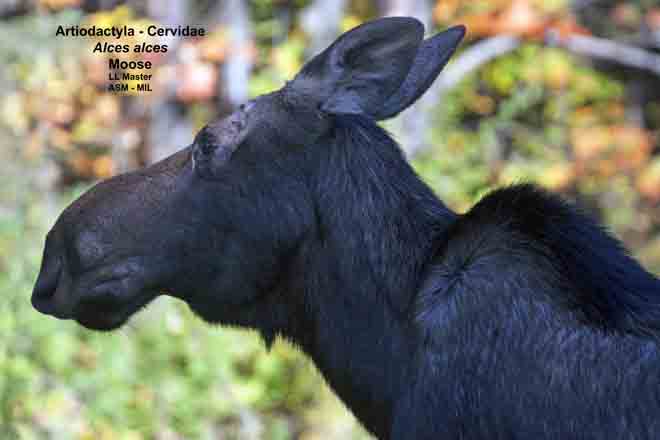 Moose | American Society of Mammalogists