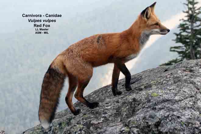Red Fox | American Society of Mammalogists