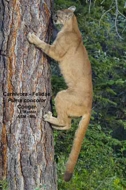 Mountain Lion, Puma, or Cougar | American Society of Mammalogists