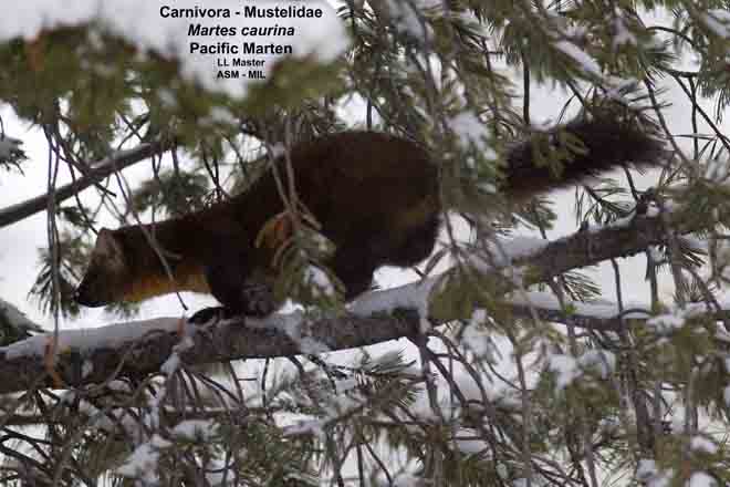 Pacific Marten | American Society of Mammalogists