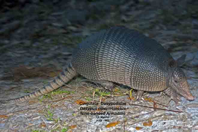 Nine-banded Armadillo | American Society of Mammalogists