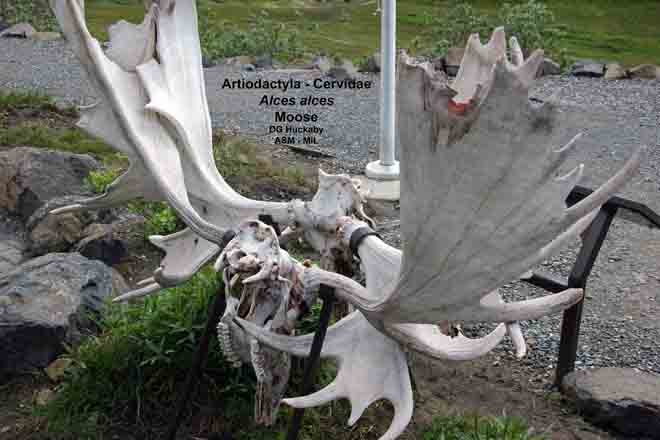 Moose | American Society of Mammalogists