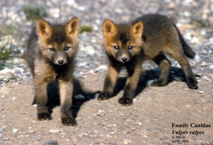 Red Fox | American Society of Mammalogists