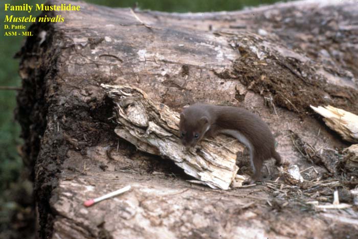 Least Weasel | American Society of Mammalogists