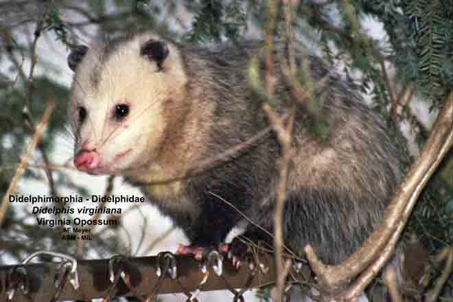 Virginia Opossum | American Society of Mammalogists