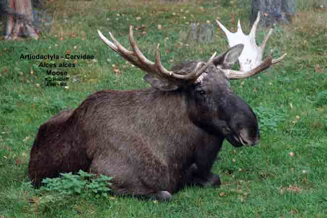 Moose | American Society of Mammalogists