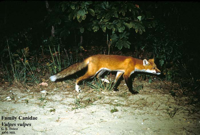 Red Fox | American Society of Mammalogists