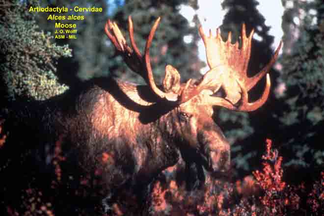 Moose | American Society of Mammalogists