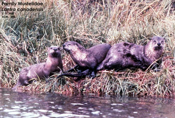 Northern River Otter | American Society of Mammalogists